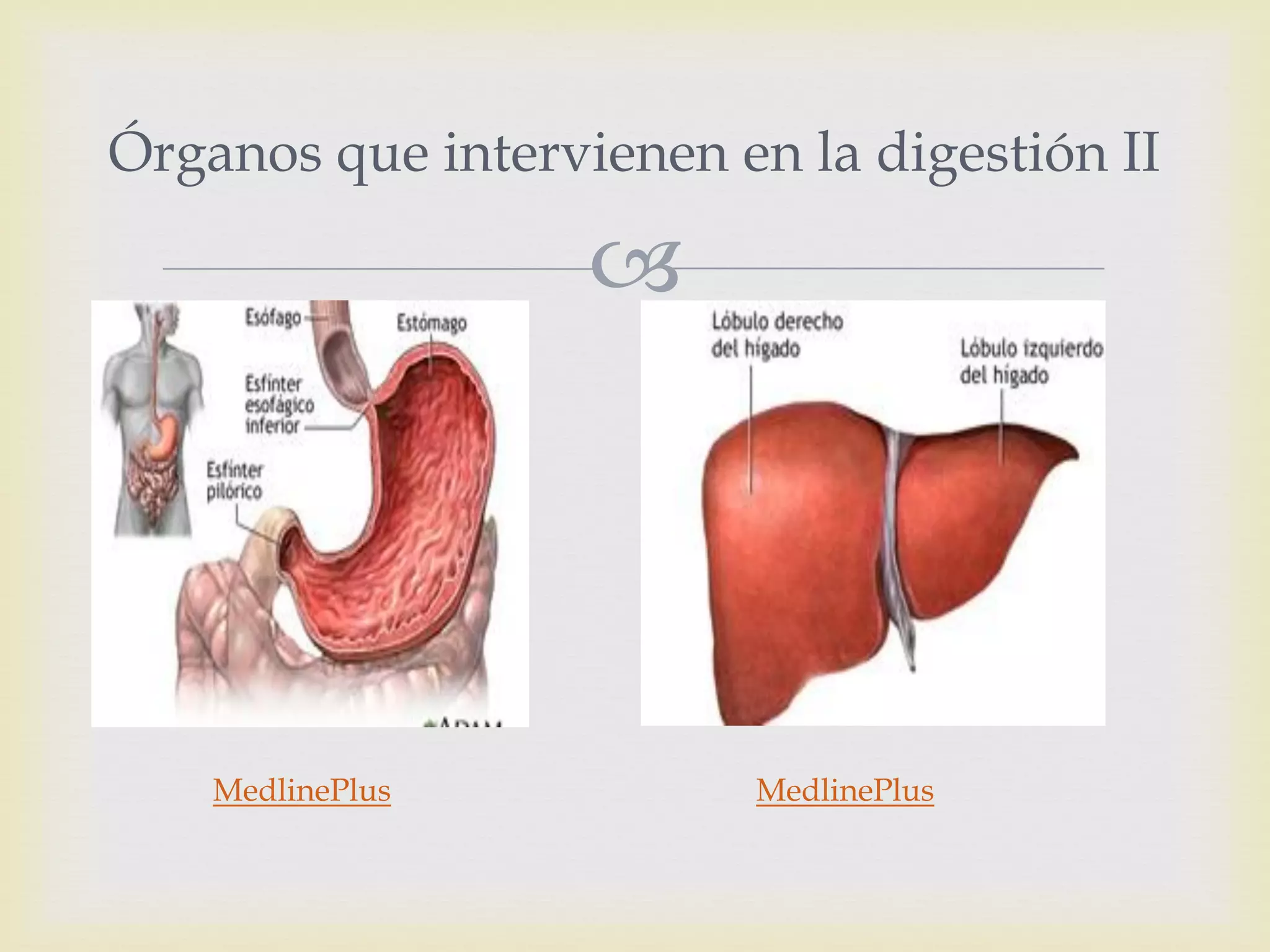Procesos de digestión y absorción de alimentos final | PPT