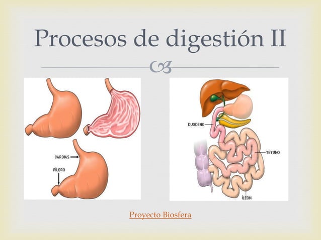 Procesos de digestión y absorción de alimentos final | PPT