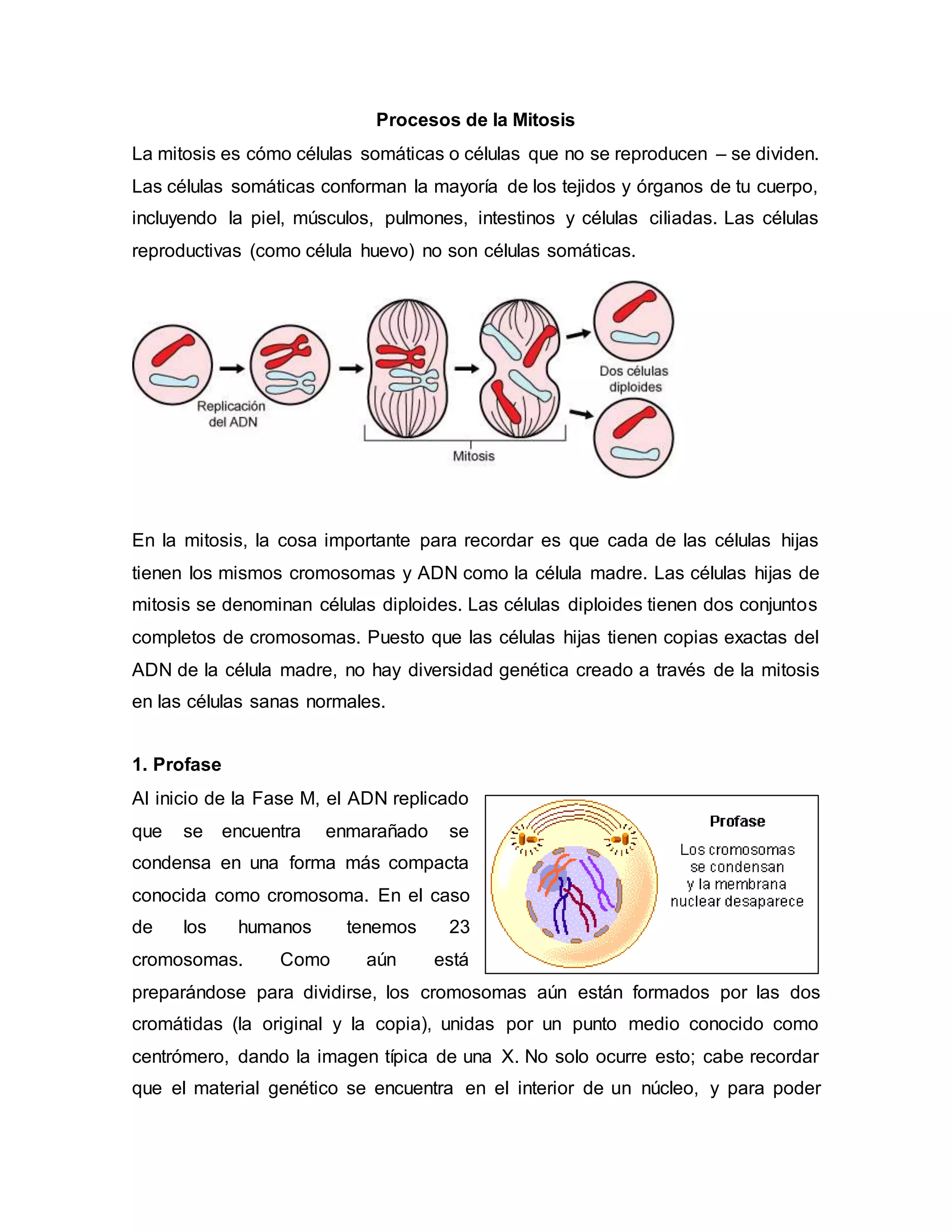 Procesos de la mitosis | DOCX