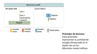 Procesos del ecosistema | PPTX