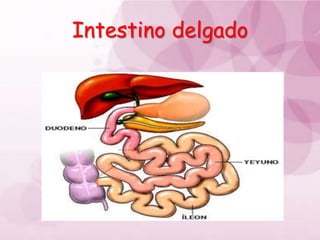 Procesos digestivos en vertebrados!!!!!!! | PPTX
