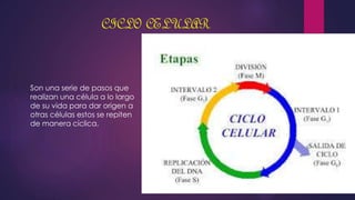 Procesos energeticos celulares | PPTX
