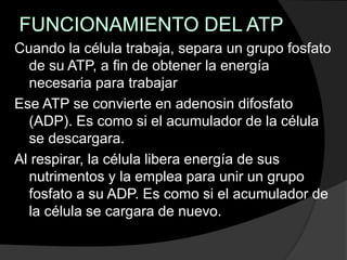 Procesos energeticos de la celula | PPTX
