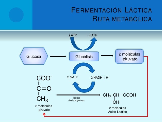 Procesos fermentativos
