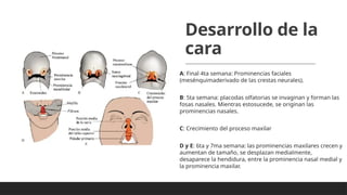 Procesos maxilares FINAL para embriologia | PPTX
