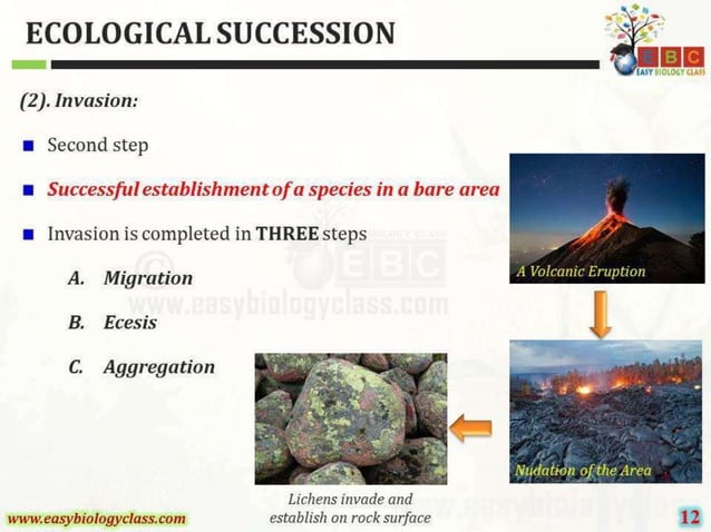 Process of-ecological-succession | PPT