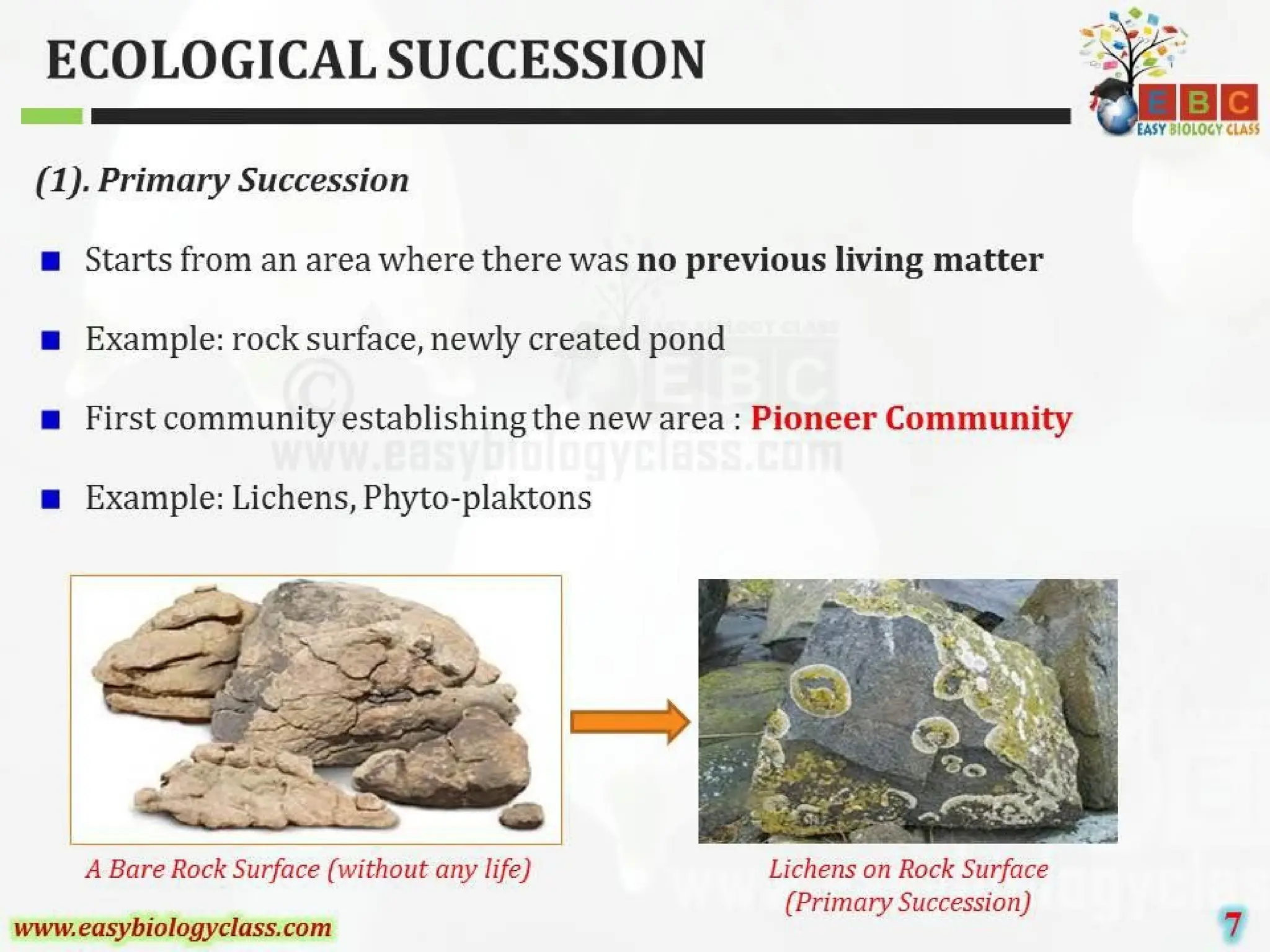 Process-of-Ecological-Succession---.pptx