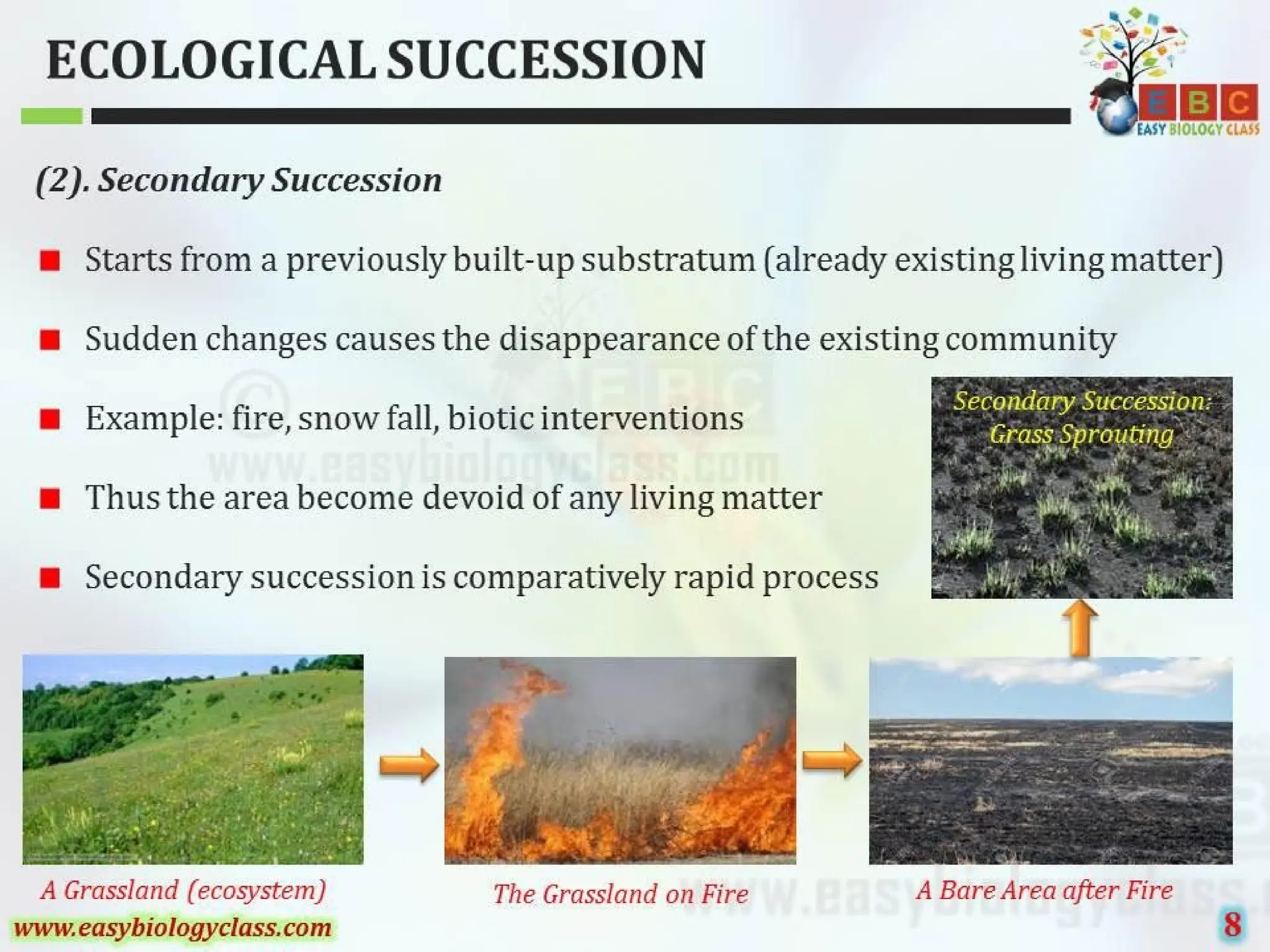 Process-of-Ecological-Succession---.pptx