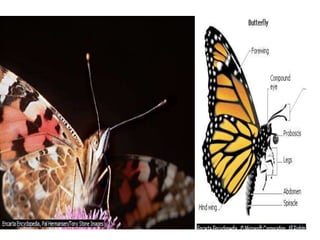 Process orientedlearningcompetencies-120118234859-phpapp01 | PPTX