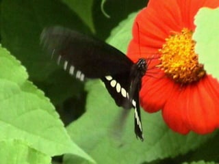 Process oriented learning competencies | PPTX