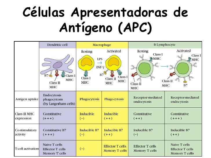 Processamento antigênico células apresentadoras de antígenos