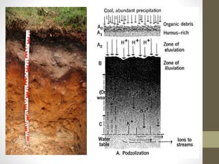 Processes involved in soil formation | PPTX