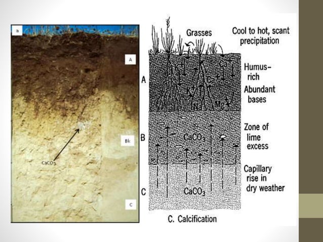 Processes involved in soil formation