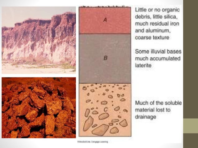 Processes involved in soil formation