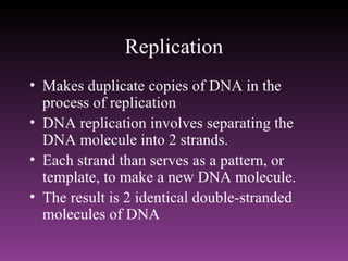 DNA Replication and Protein Synthesis | PDF
