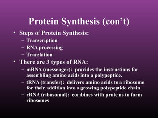 Protein Synthesis Steps