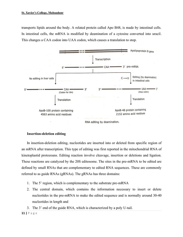 Processing and modification of RNA | PDF | Programming Languages | Computing