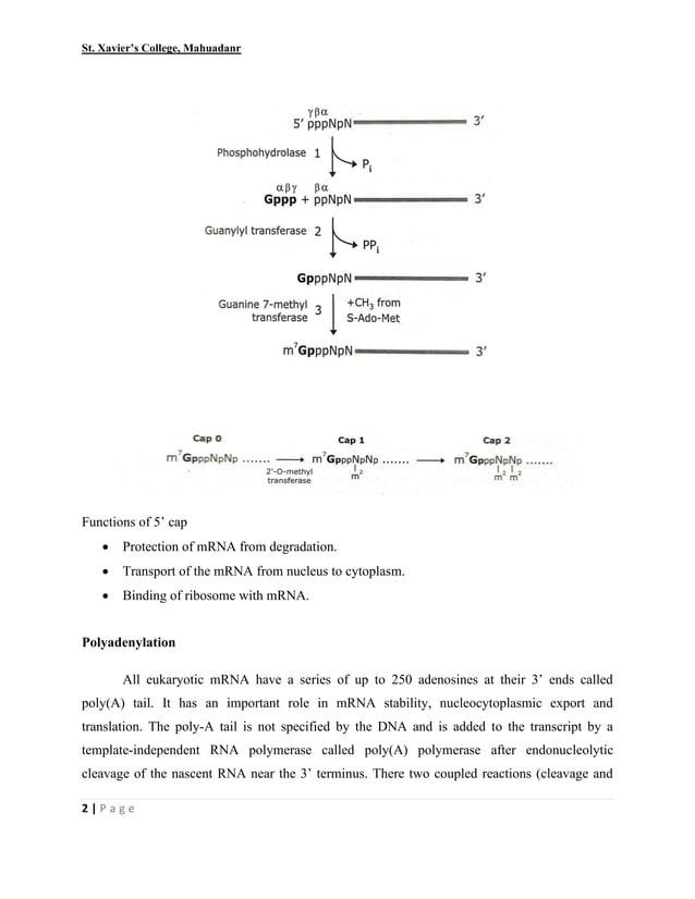 Processing and modification of RNA | PDF | Programming Languages | Computing