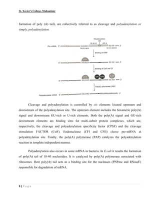 Processing and modification of RNA | PDF
