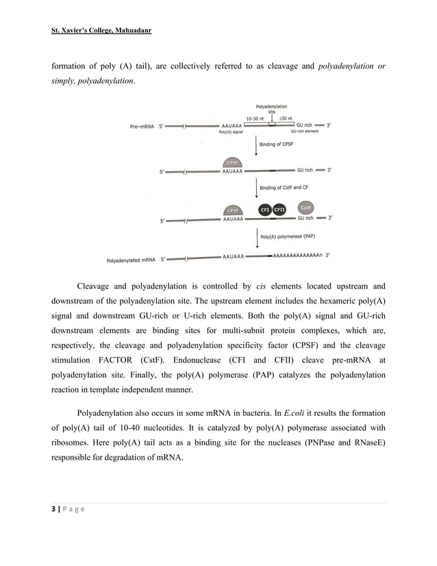 Processing and modification of RNA | PDF | Programming Languages | Computing