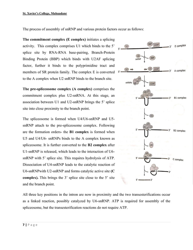 Processing and modification of RNA | PDF | Programming Languages | Computing