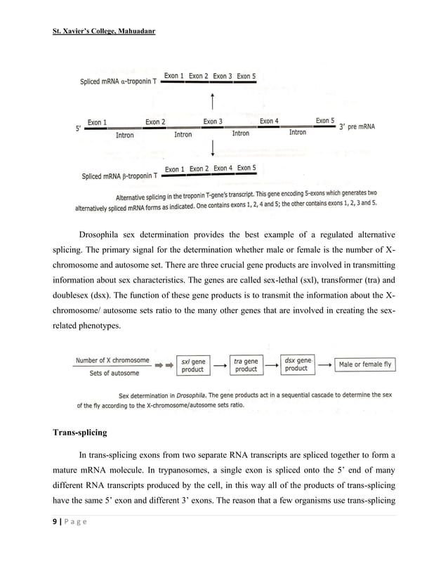 Processing and modification of RNA | PDF | Programming Languages | Computing