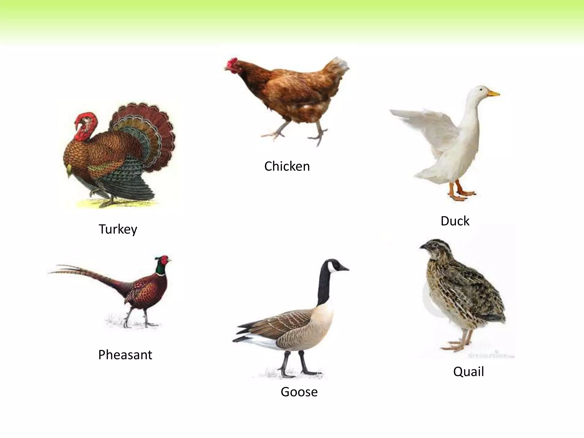 Poultry: Contamination, Preservation and Spoilage | PDF
