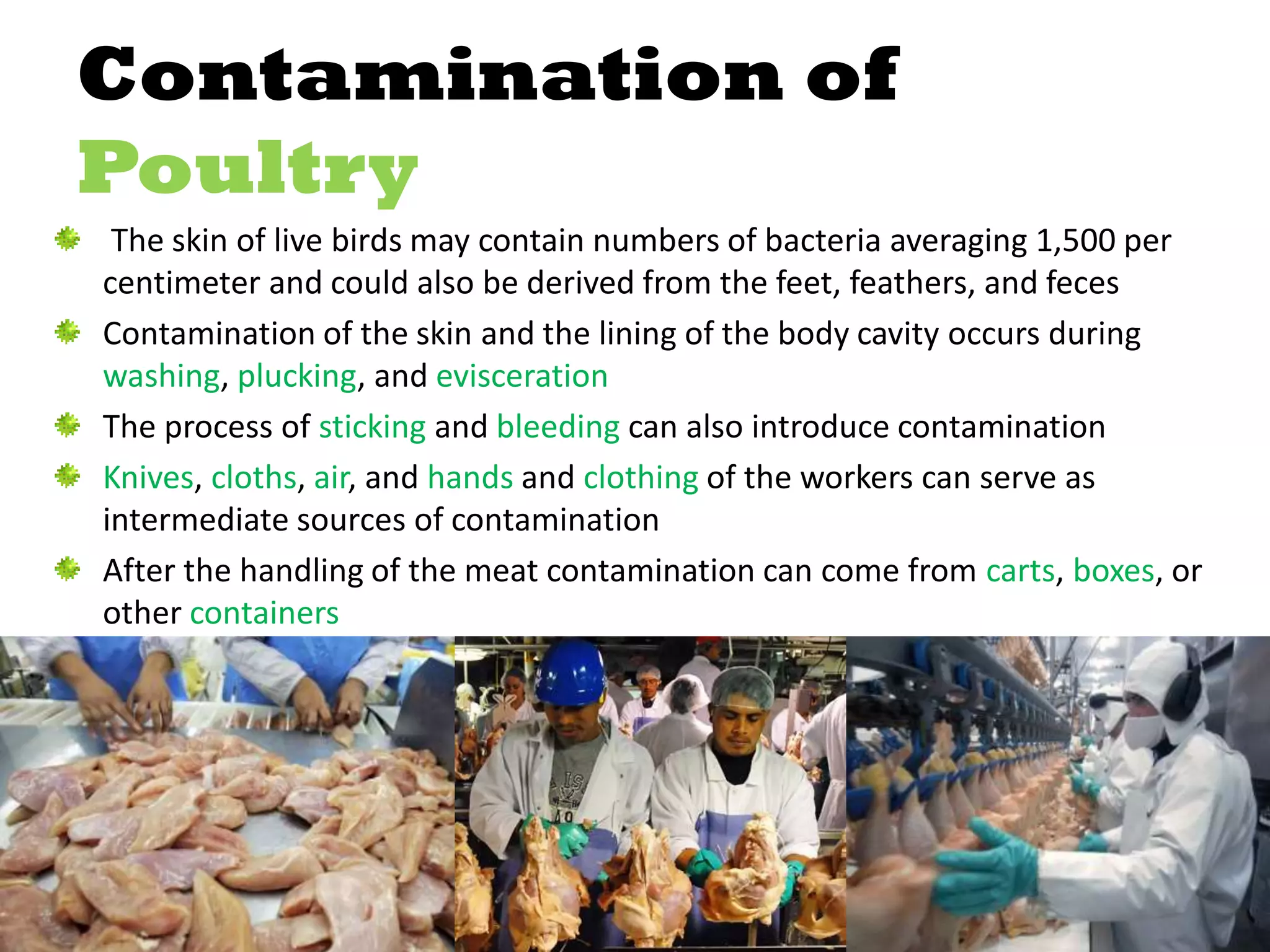 Poultry: Contamination, Preservation and Spoilage | PDF