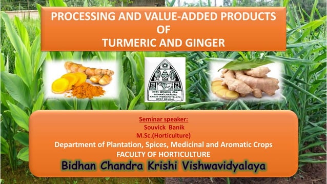 Processing and value added products of Turmeric and Ginger | PPTX
