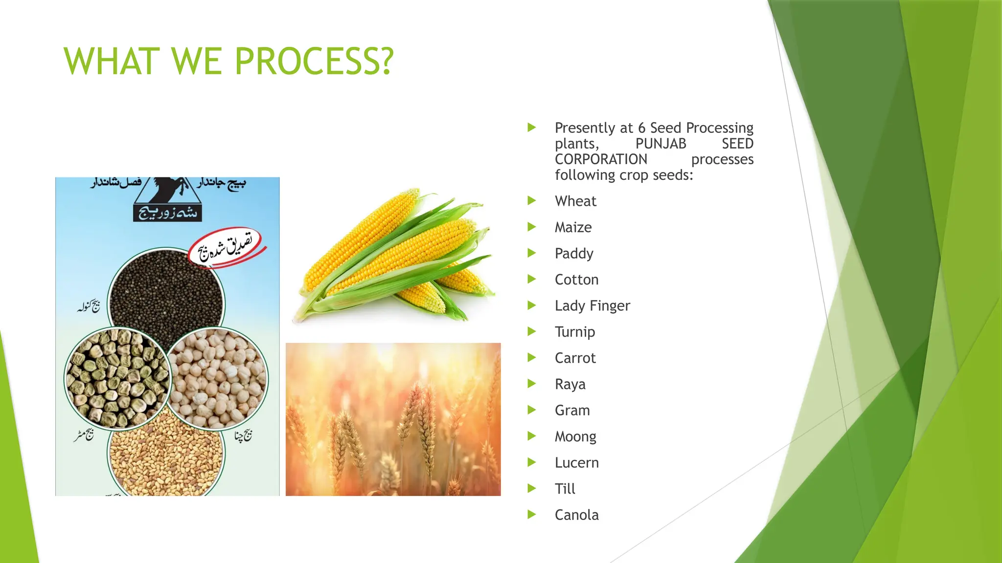 PROCESSING DIVISION OF PUNJAB SEED CORPORATION.pptx