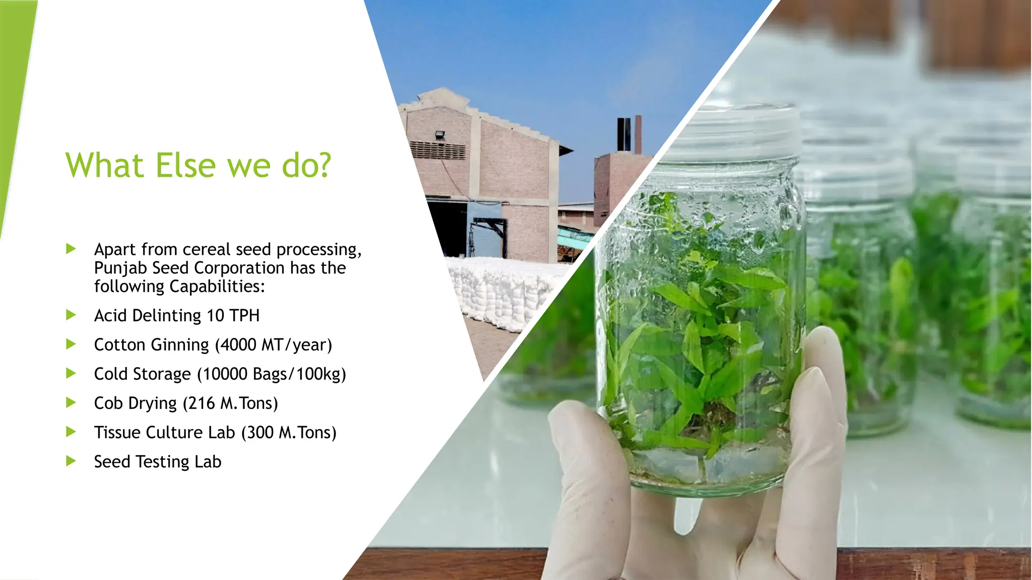 PROCESSING DIVISION OF PUNJAB SEED CORPORATION.pptx