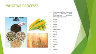 PROCESSING DIVISION OF PUNJAB SEED CORPORATION.pptx
