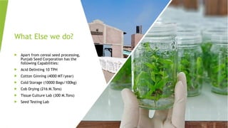 PROCESSING DIVISION OF PUNJAB SEED CORPORATION.pptx