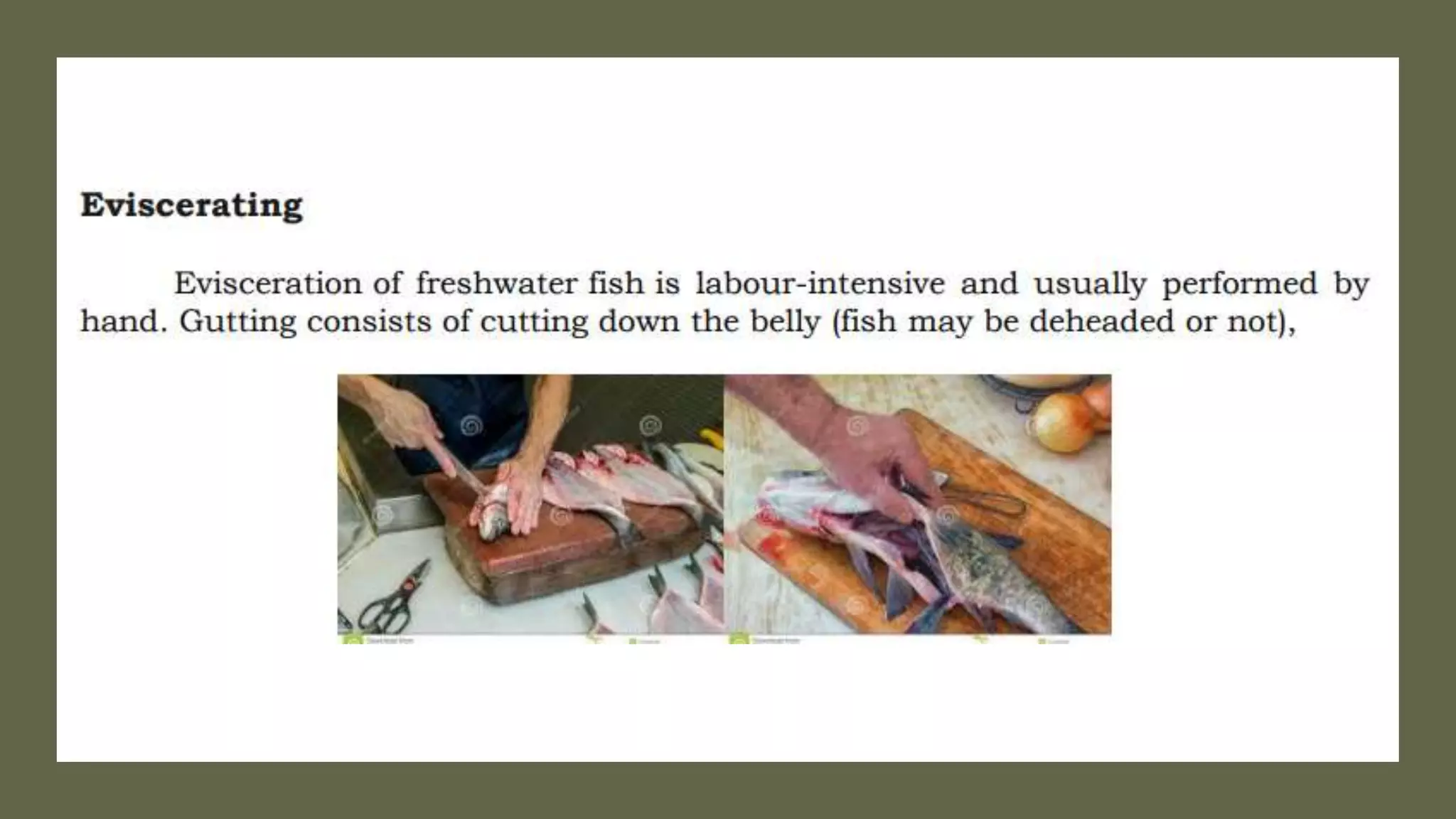 Processing Fish.pptx