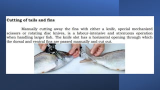 Processing Fish.pptx