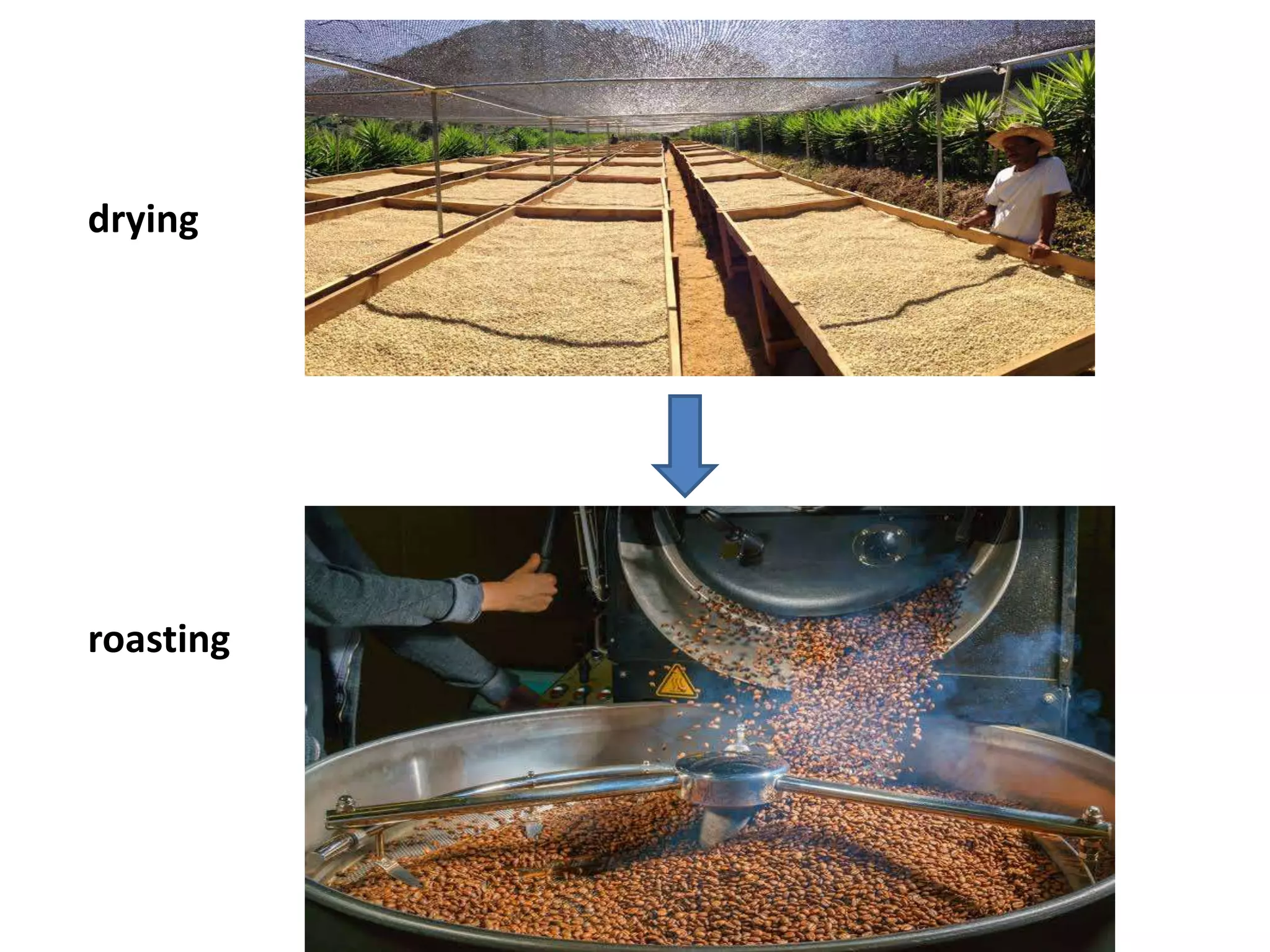 processing in coffe.pptx