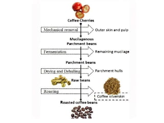 processing in coffe.pptx