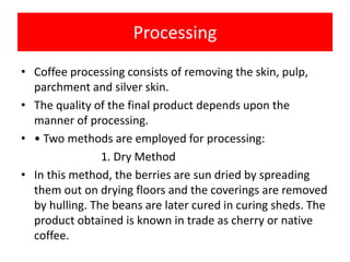 processing in coffe.pptx