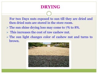 Processing of cashew | PPTX