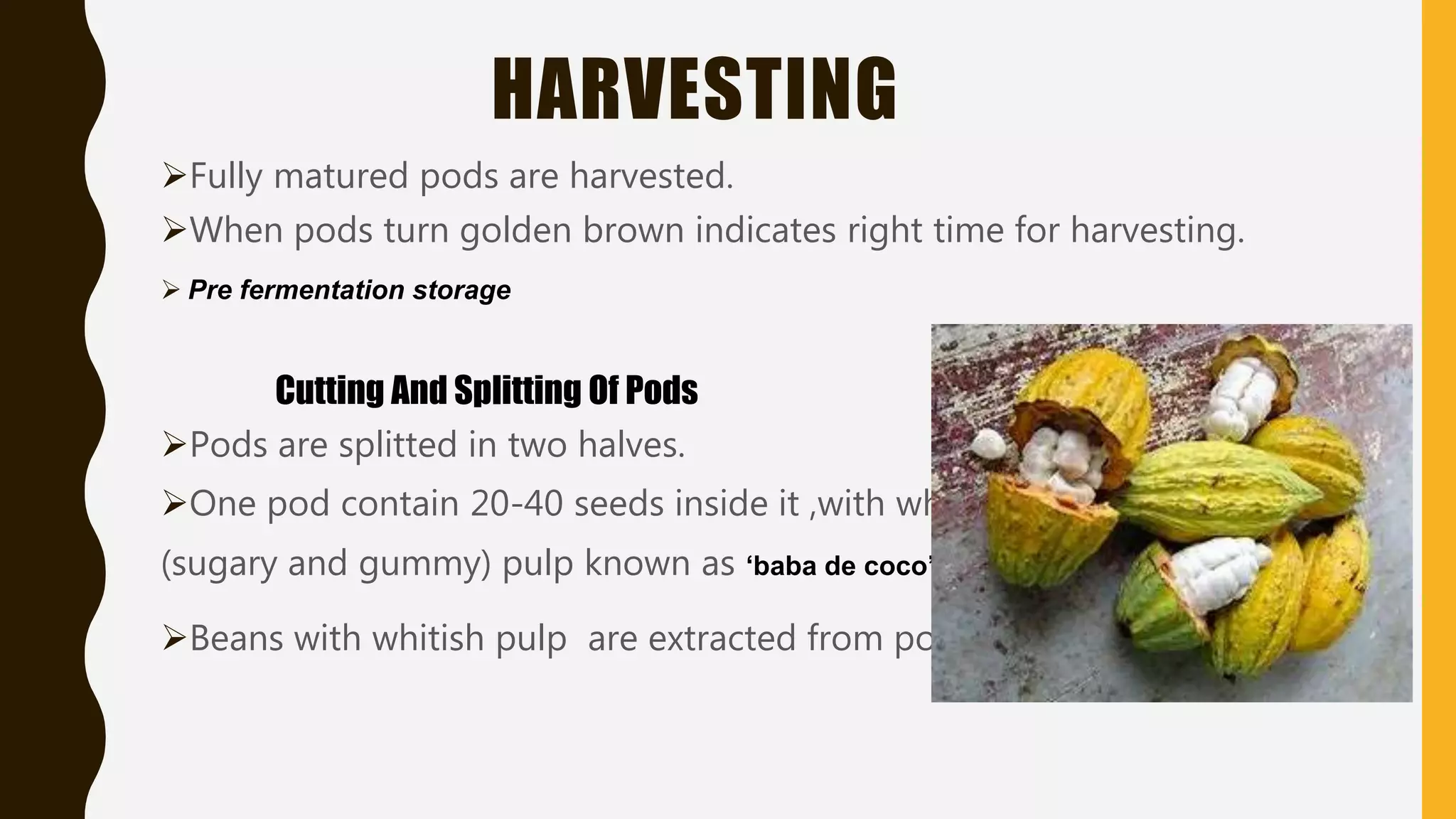 Processing of cocoa | PPTX