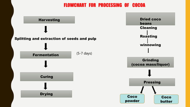 Processing of cocoa | PPTX