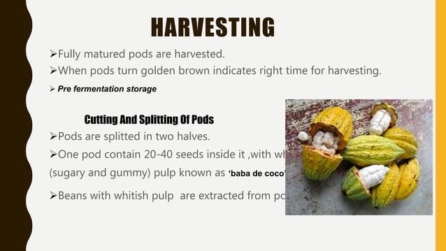 Processing Of Cocoa Pptx