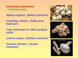 Processing of mushrooms | PPTX