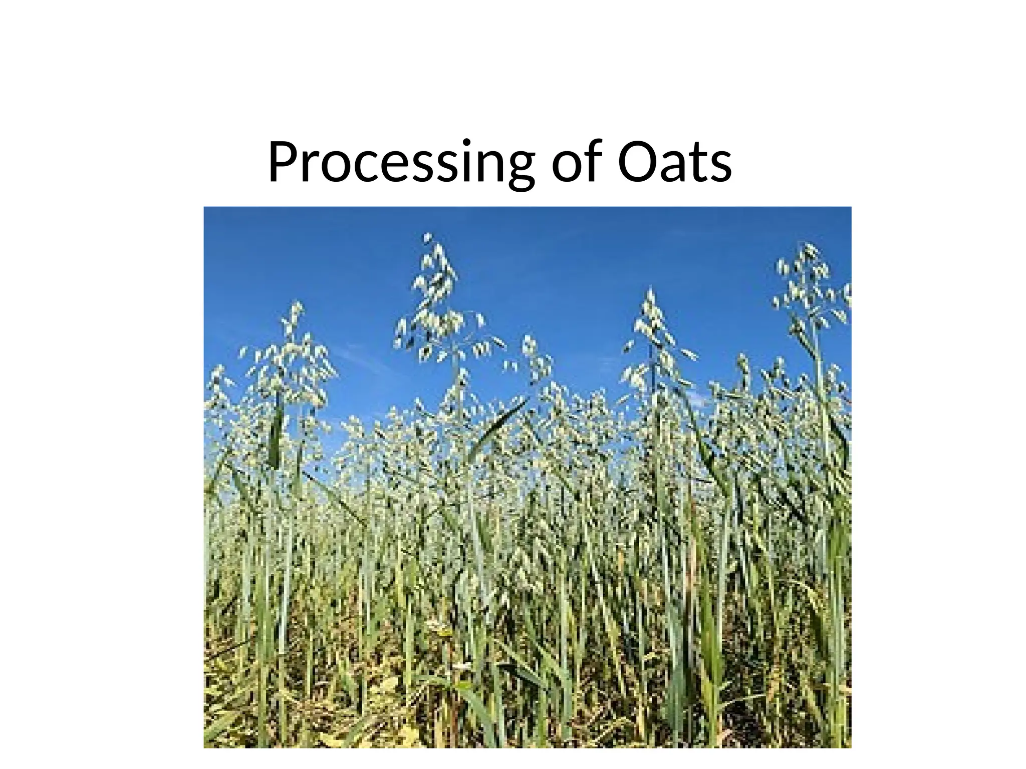 Processing of oats: Structure, composition and milling | PPTX