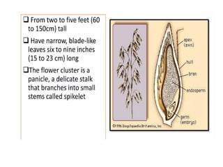 Processing of oats: Structure, composition and milling | PPTX