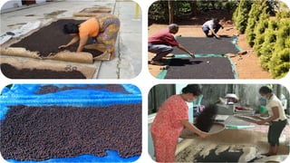 Processing of Pepper and Cardamom | PPTX