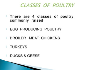 Processing of poultry | PPT