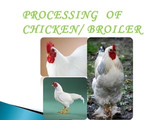 Processing of poultry | PPT