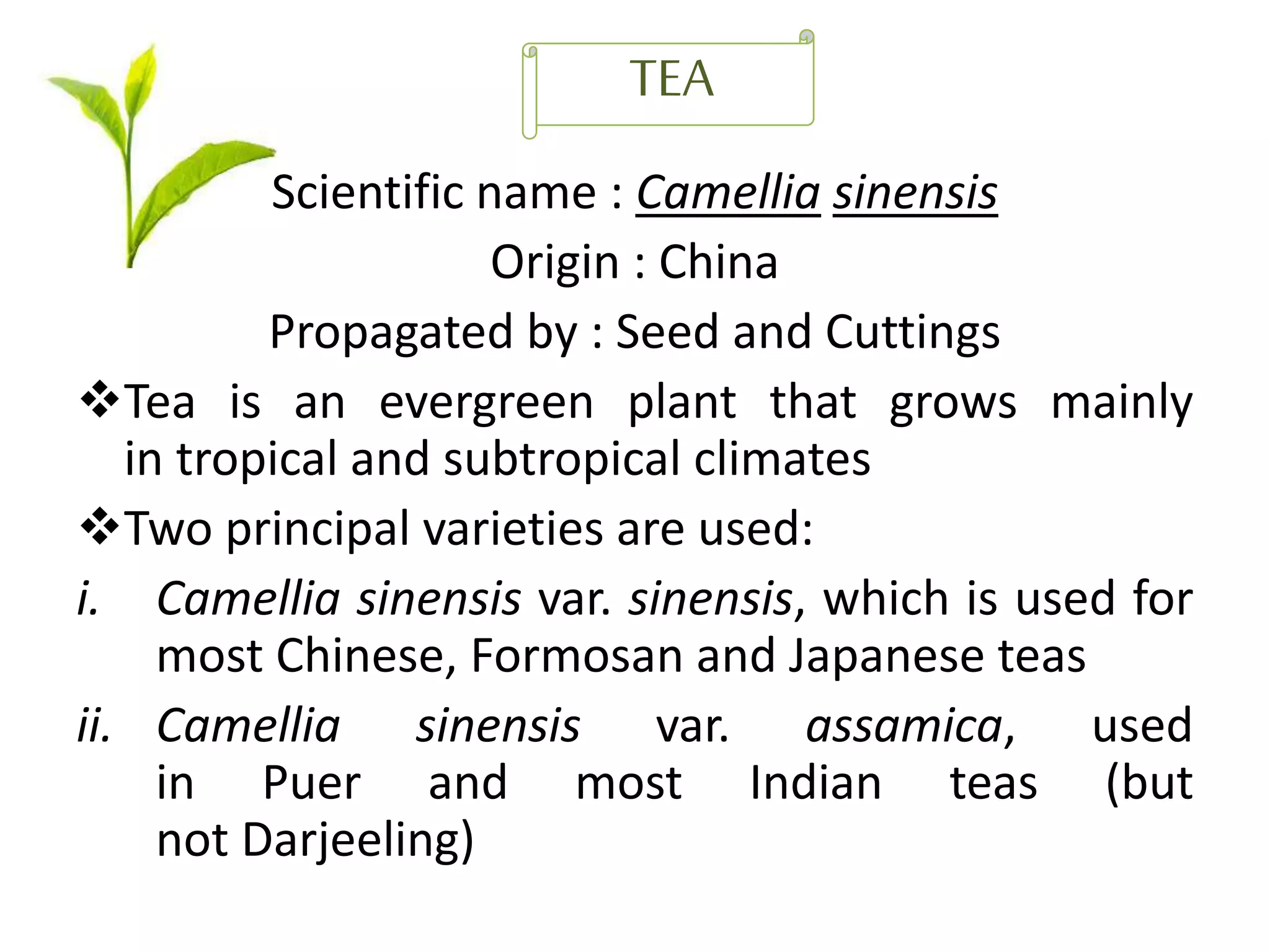 Processing of Tea | PPTX