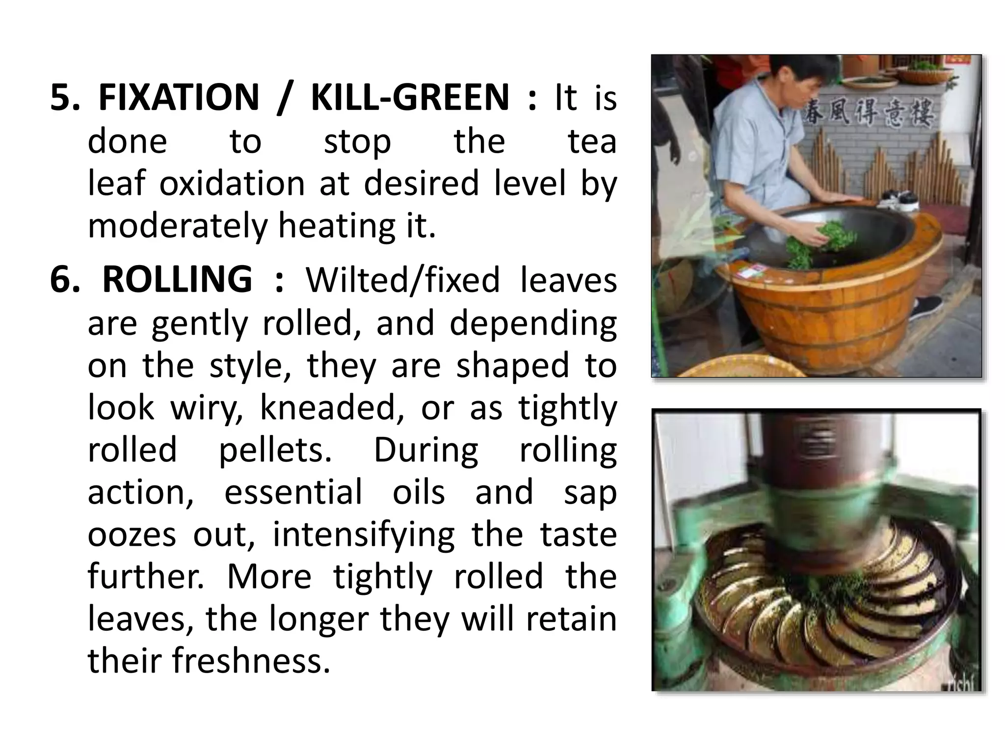 Processing of Tea | PPTX